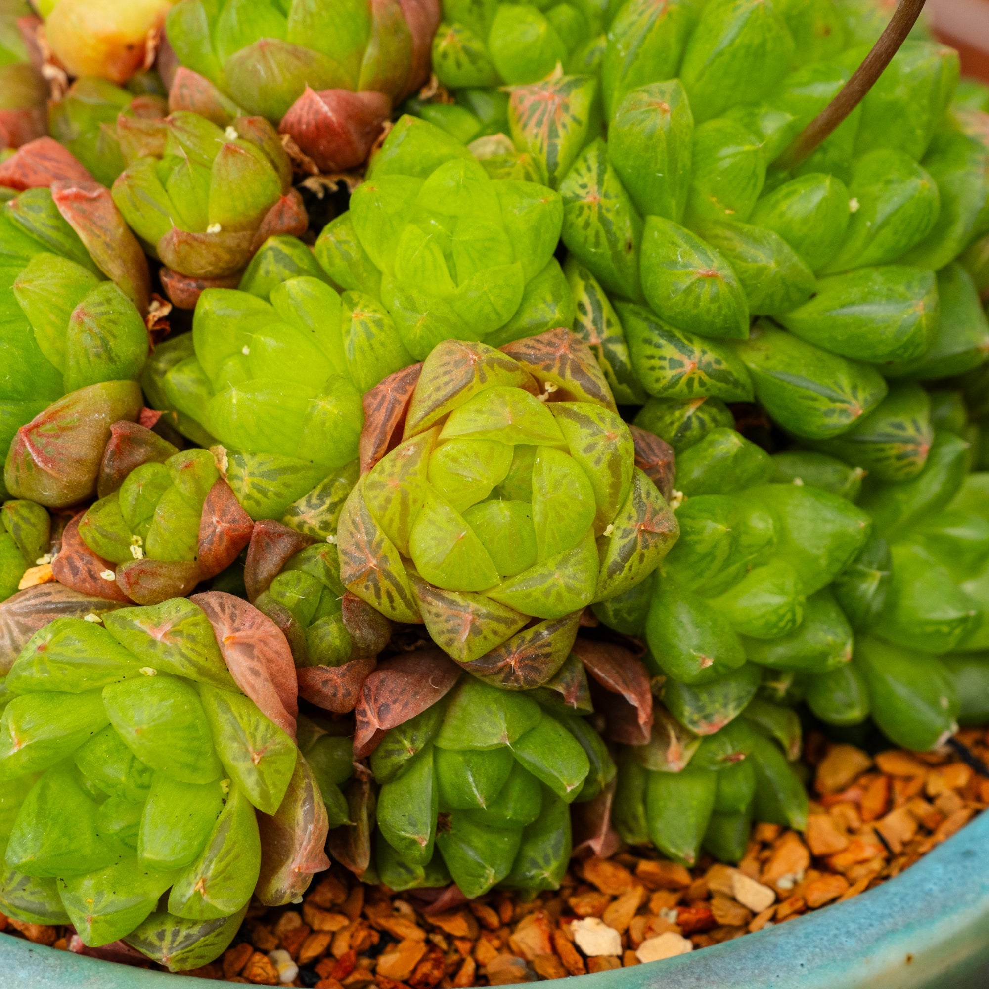 Cluster – Vivid Root