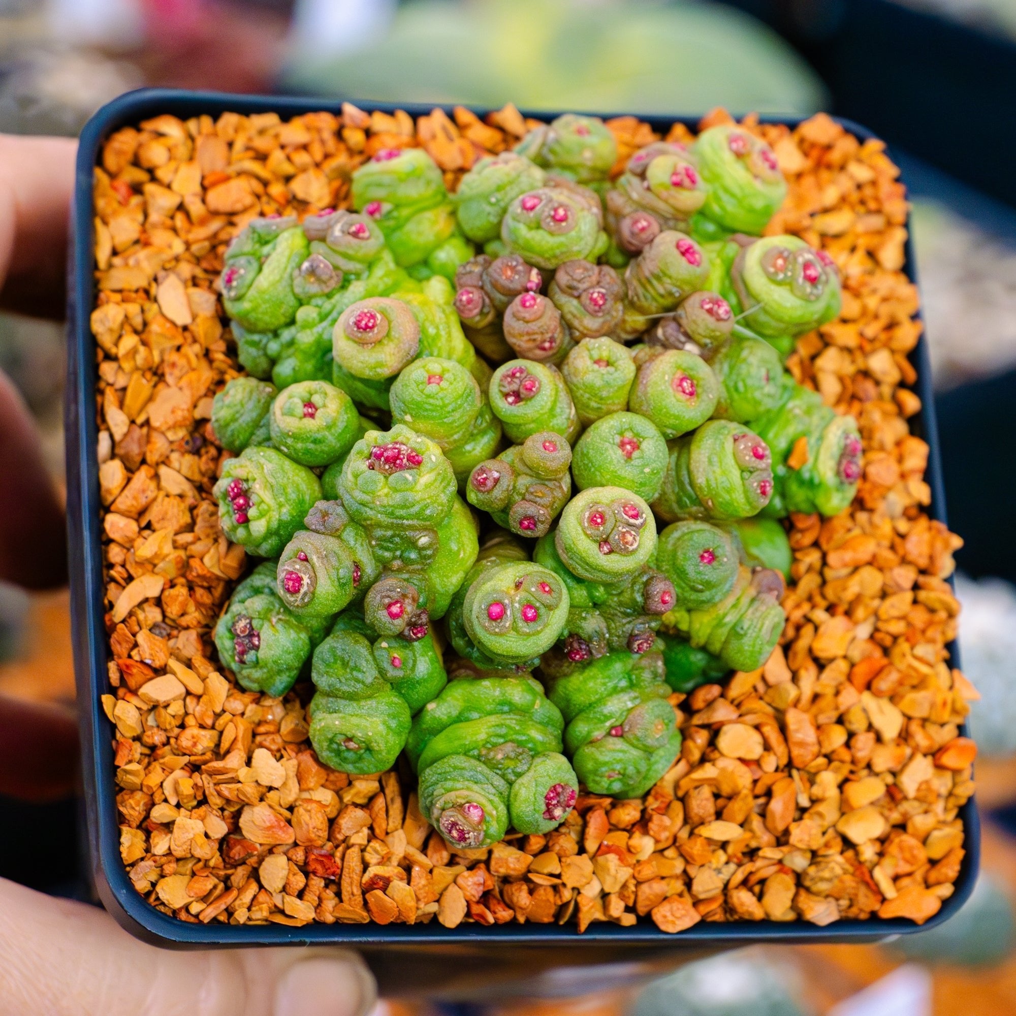 Mutants – Vivid Root