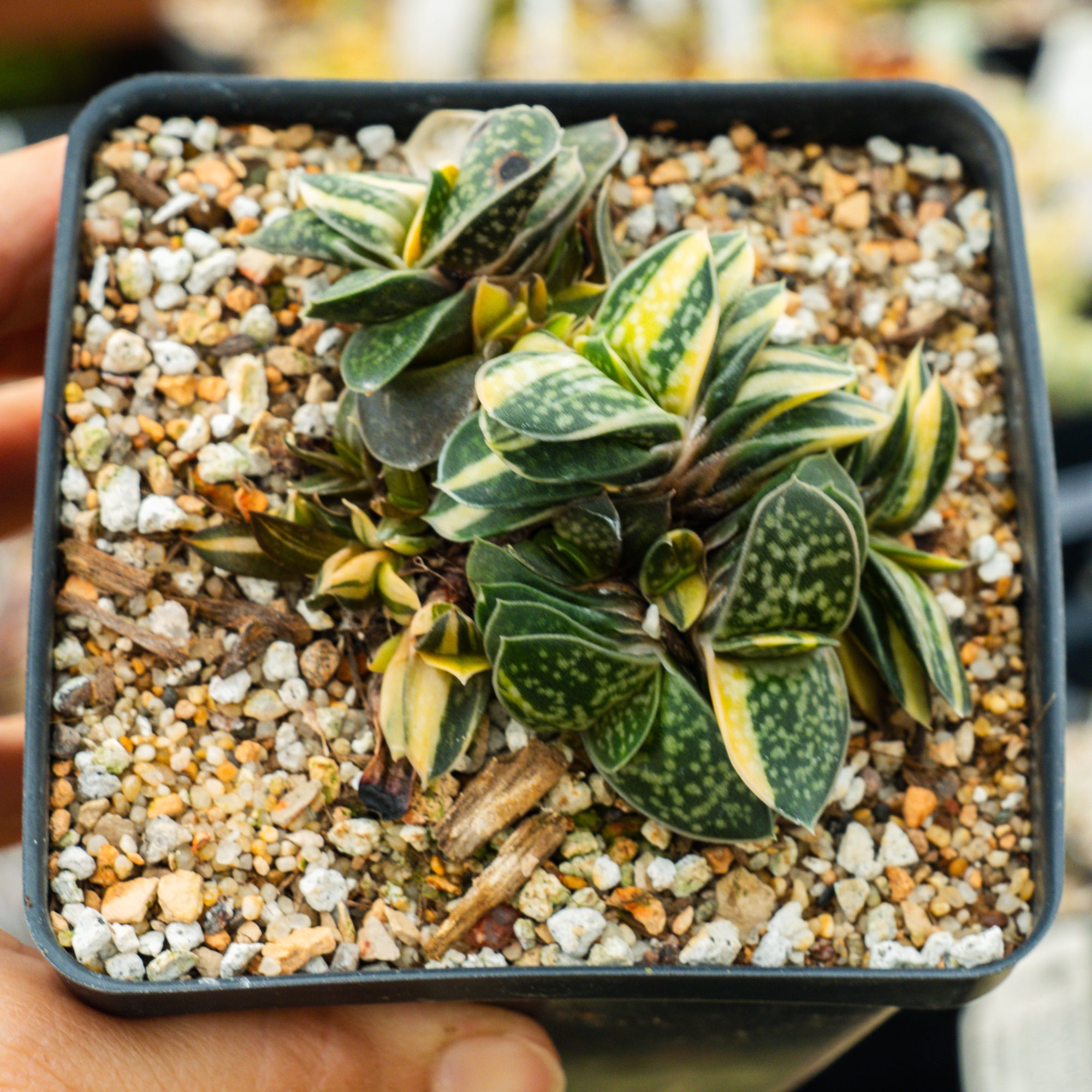 Gasteria gracilis variegata (yellow) | One & Only – Vivid Root