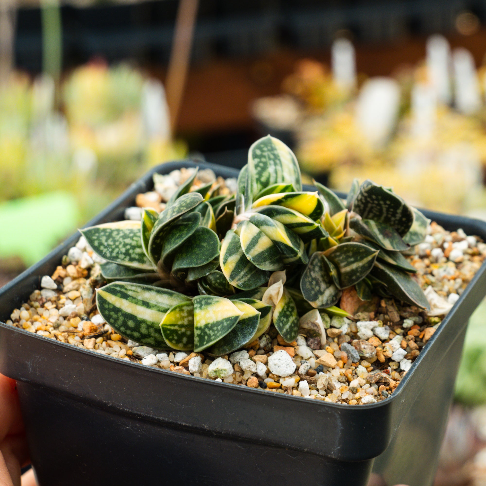 Gasteria gracilis variegata (yellow) | One & Only – Vivid Root