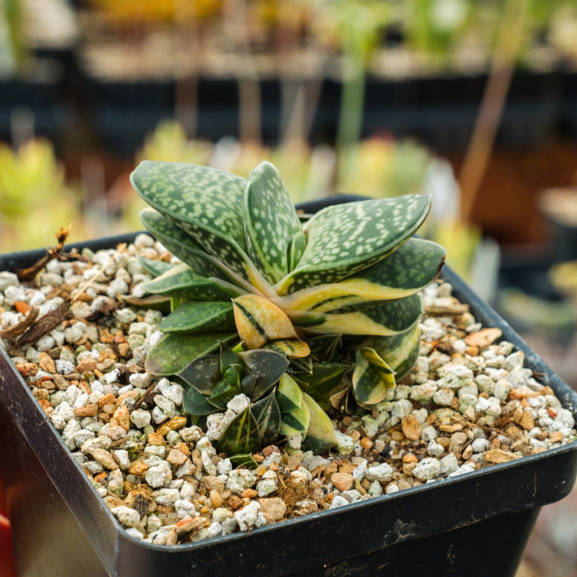 Gasteria gracilis variegata (yellow) | One & Only – Vivid Root