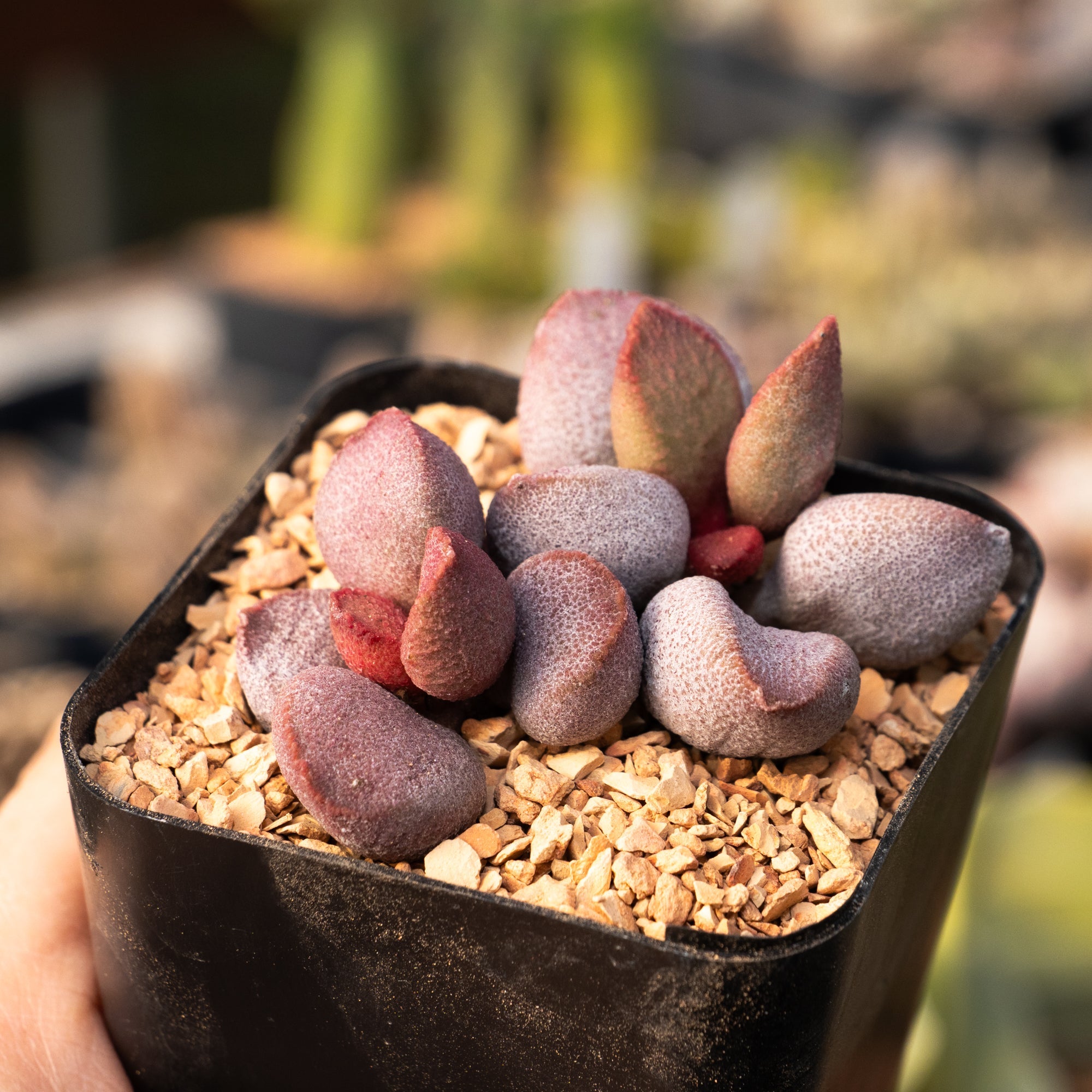 Adromischus 'Sweet Heart' – Vivid Root