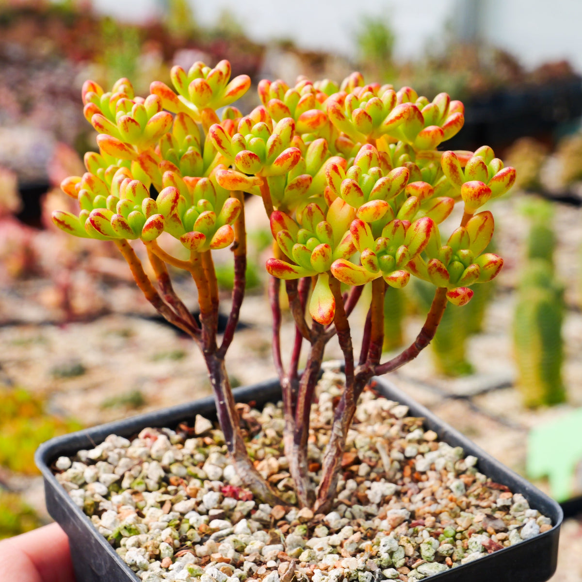 Aeonium sedifolium – Vivid Root