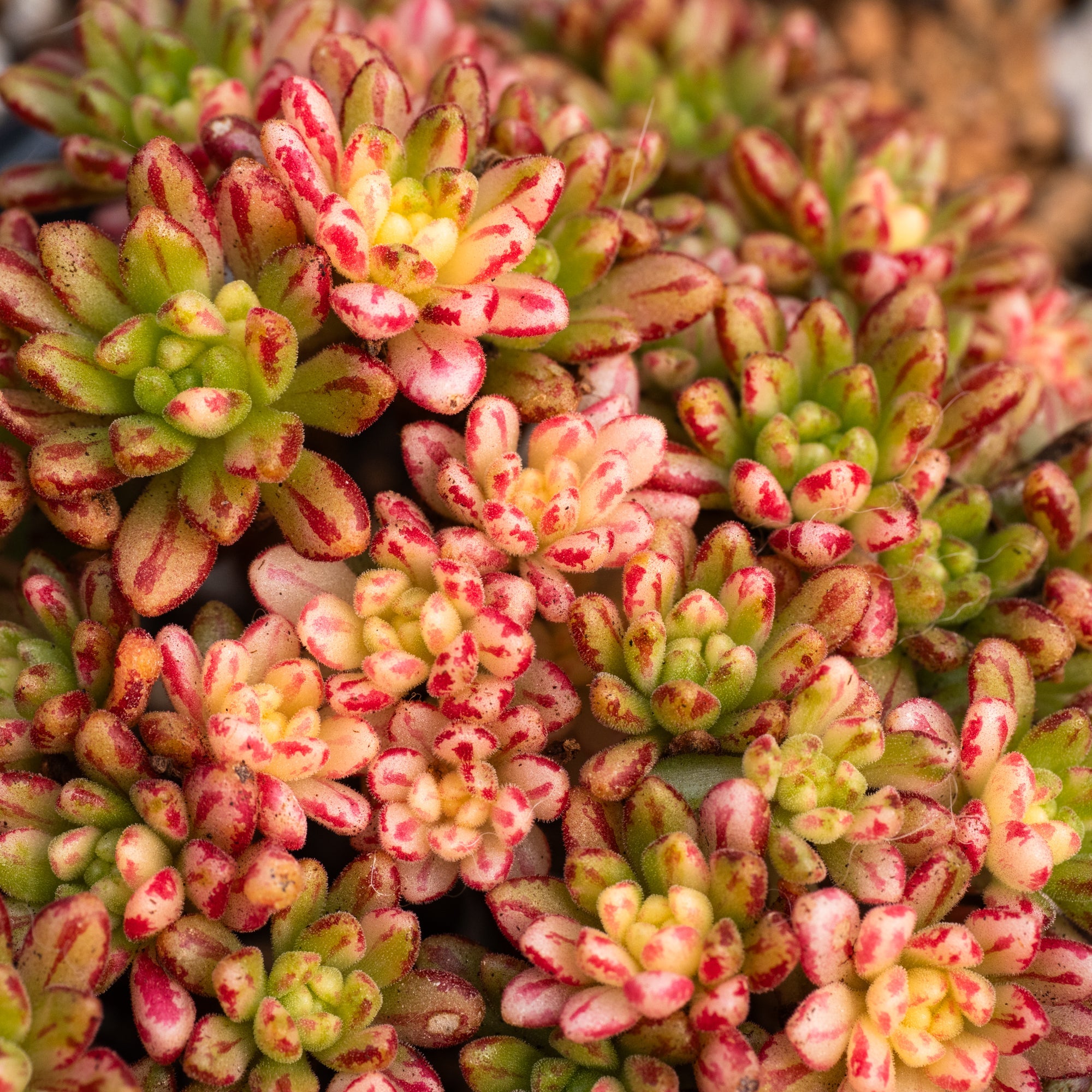 Aeonium sedifolium f. variegata – Vivid Root