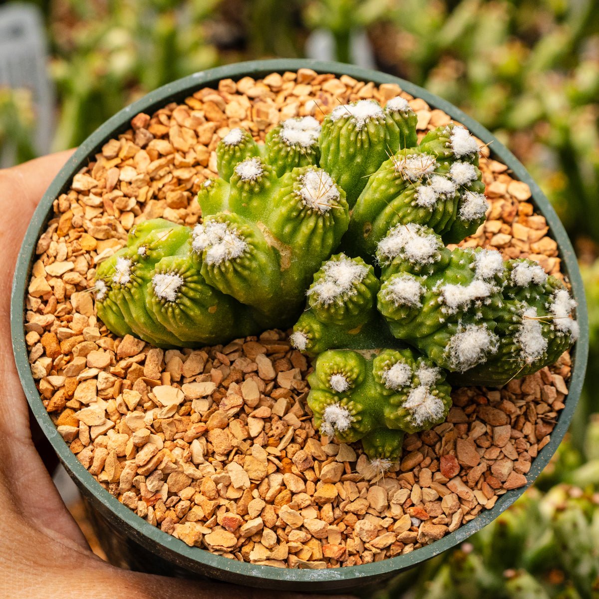 Cereus repandus f. monstrose – Vivid Root