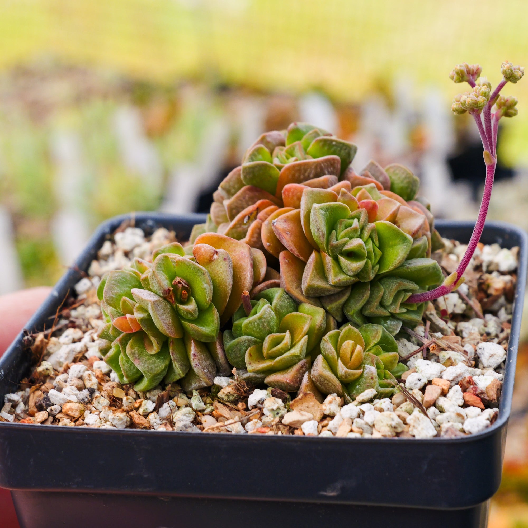 Crassula dorothy – Vivid Root