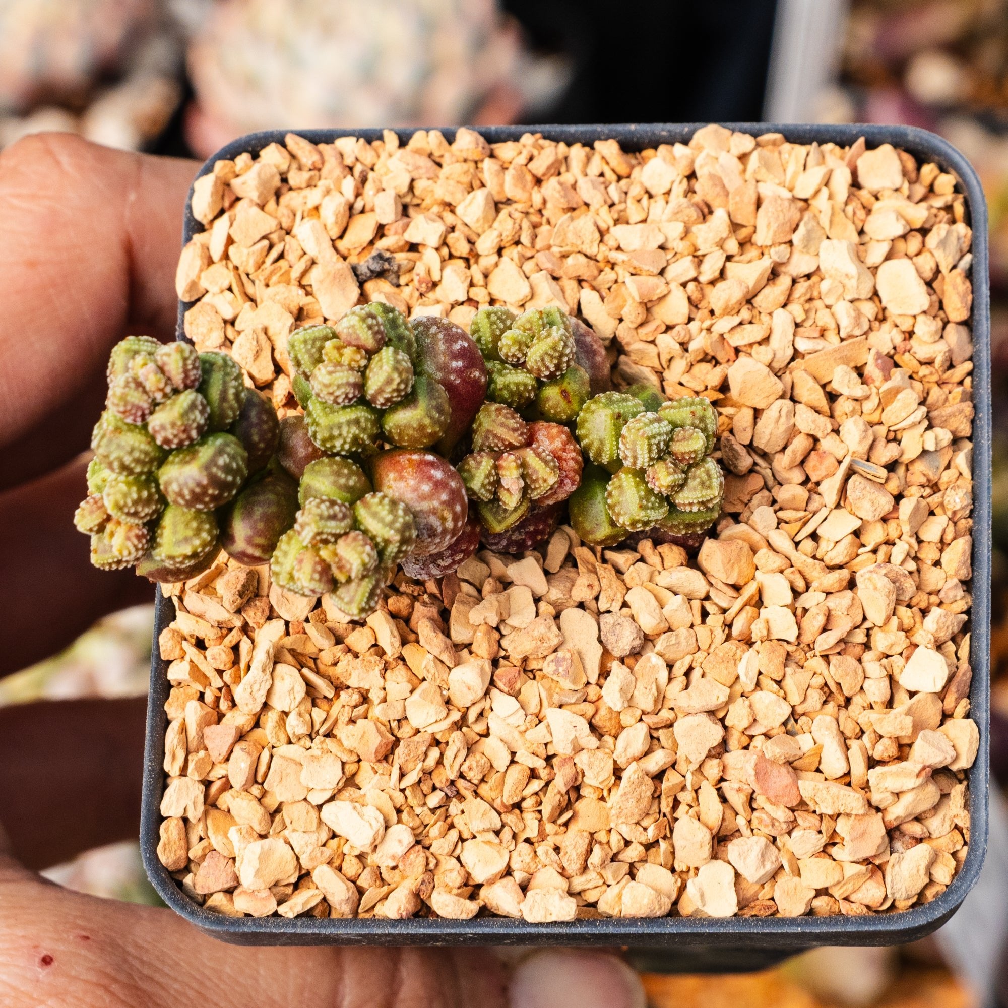 Crassula elegans ssp. namibensis – Vivid Root