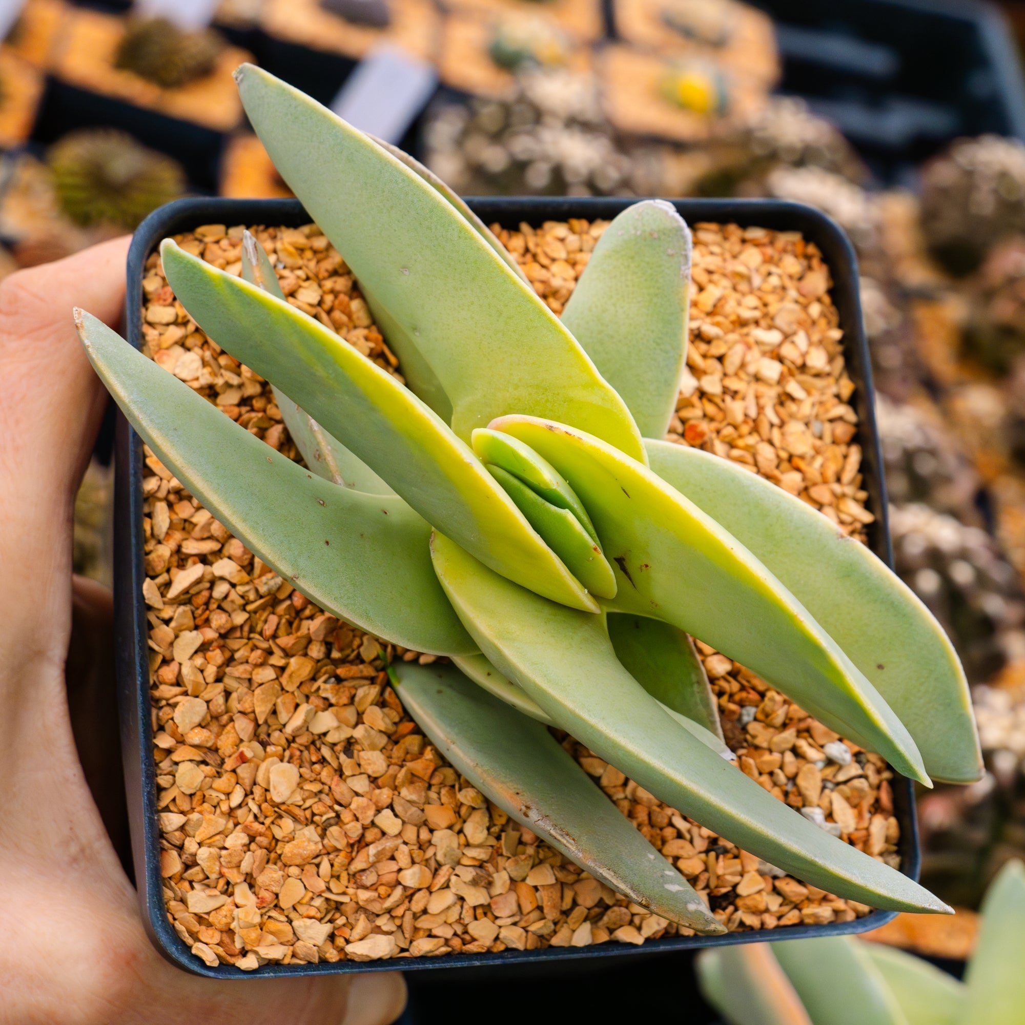 Crassula falcata f. variegata | One & Only | A – Vivid Root