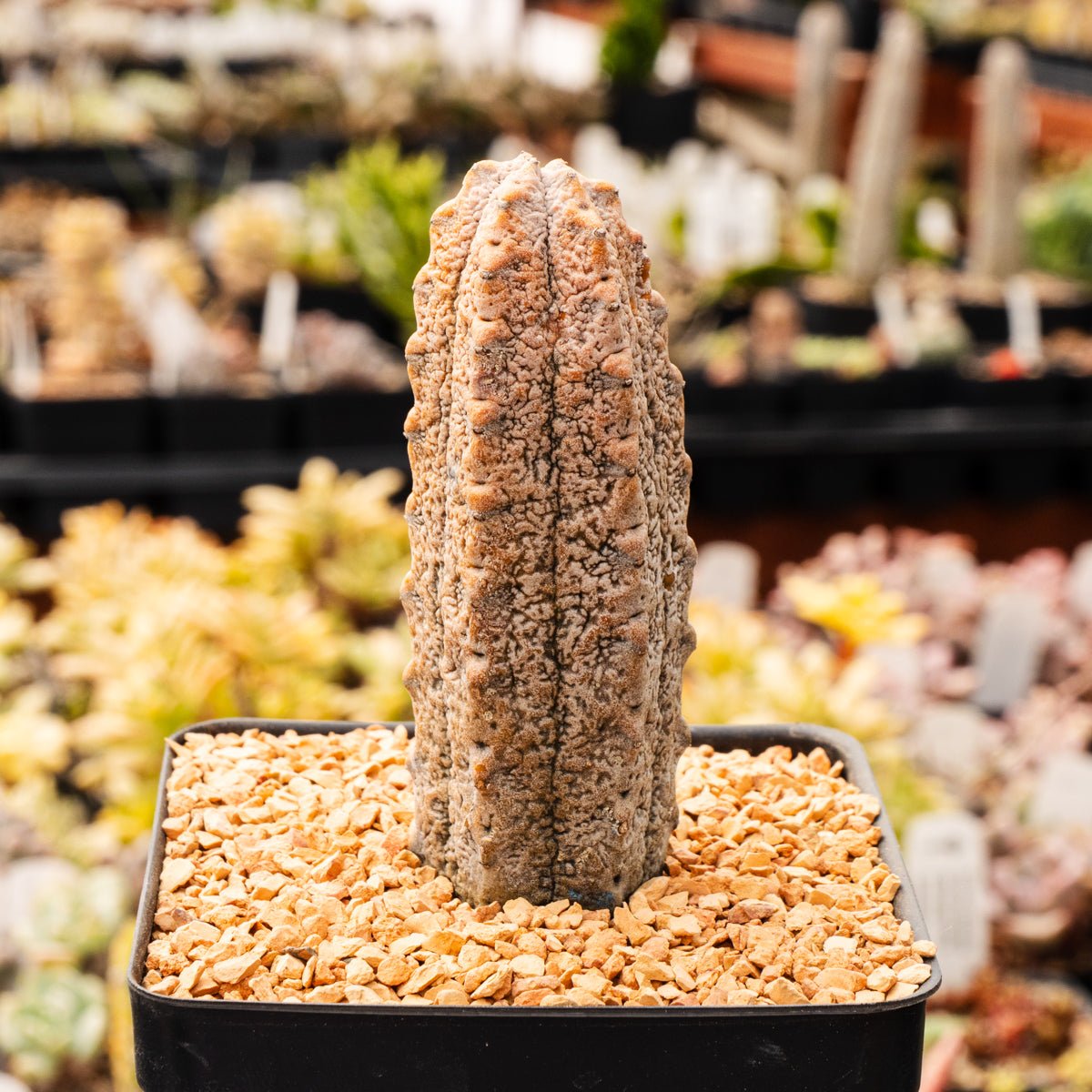 Euphorbia abdelkuri silver – Vivid Root