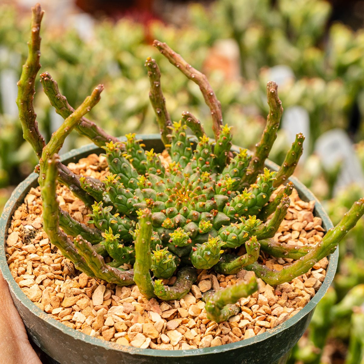 Euphorbia flanaganii – Vivid Root