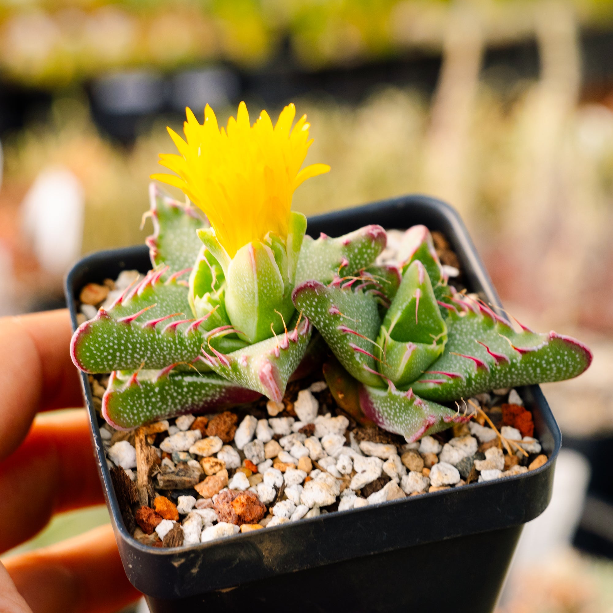 Faucaria felina – Vivid Root