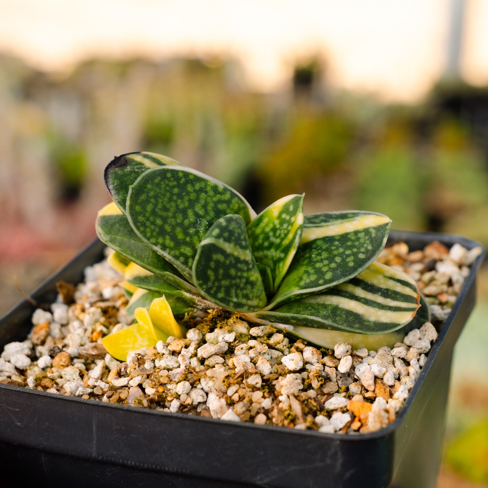 Gasteria gracilis variegata (yellow) | One & Only | C – Vivid Root