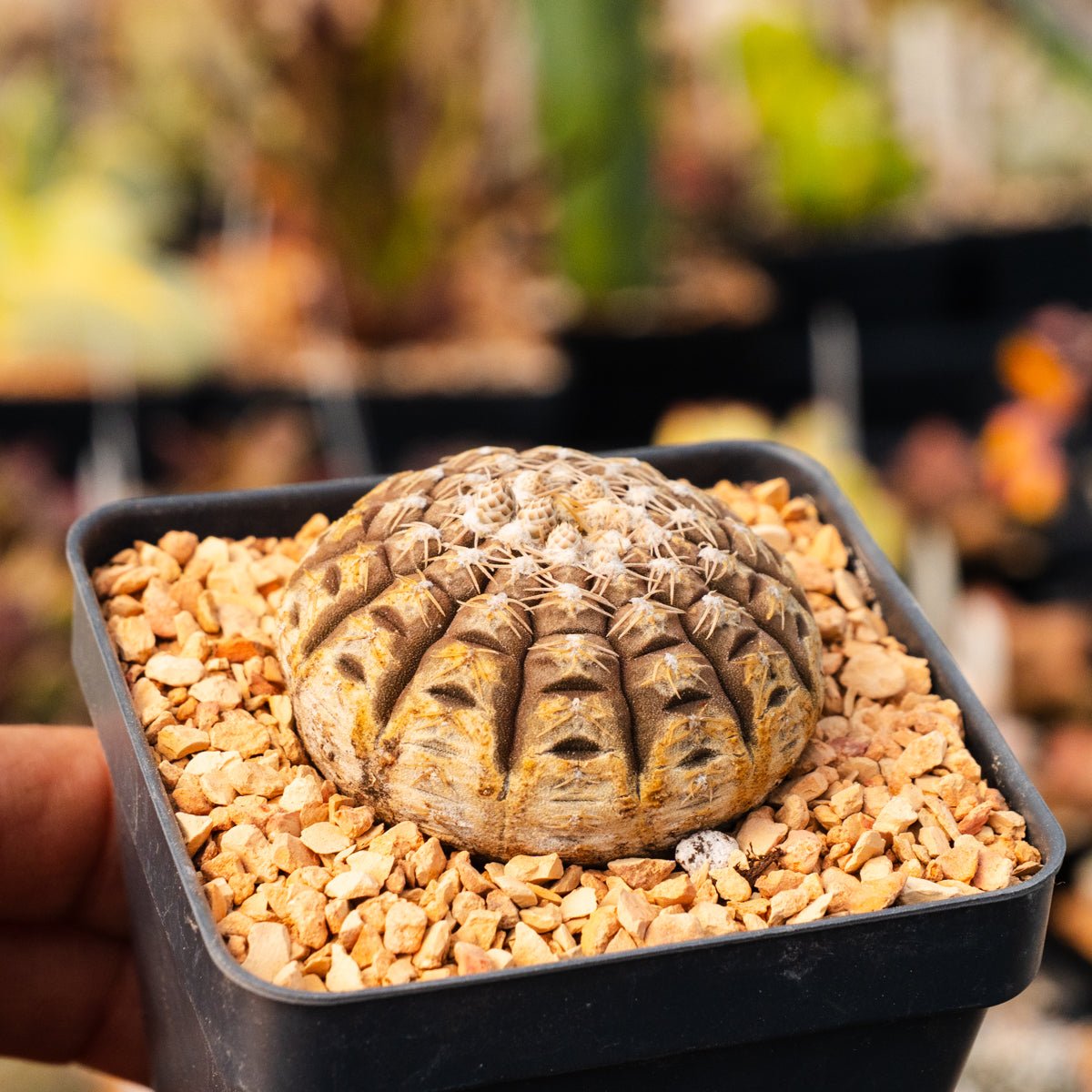 Gymnocalycium ragonesei – Vivid Root