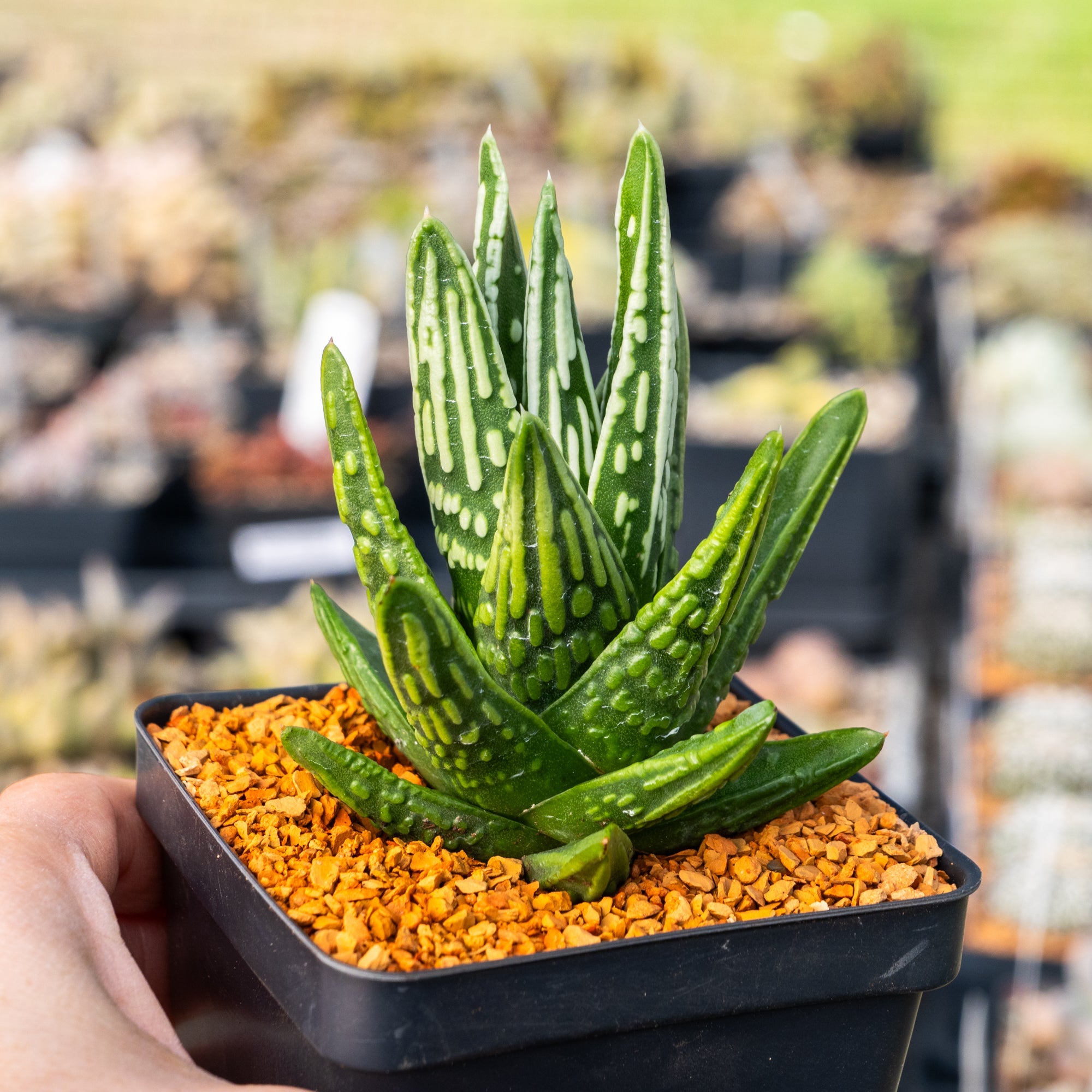 Haworthia 'Angel Tear' – Vivid Root