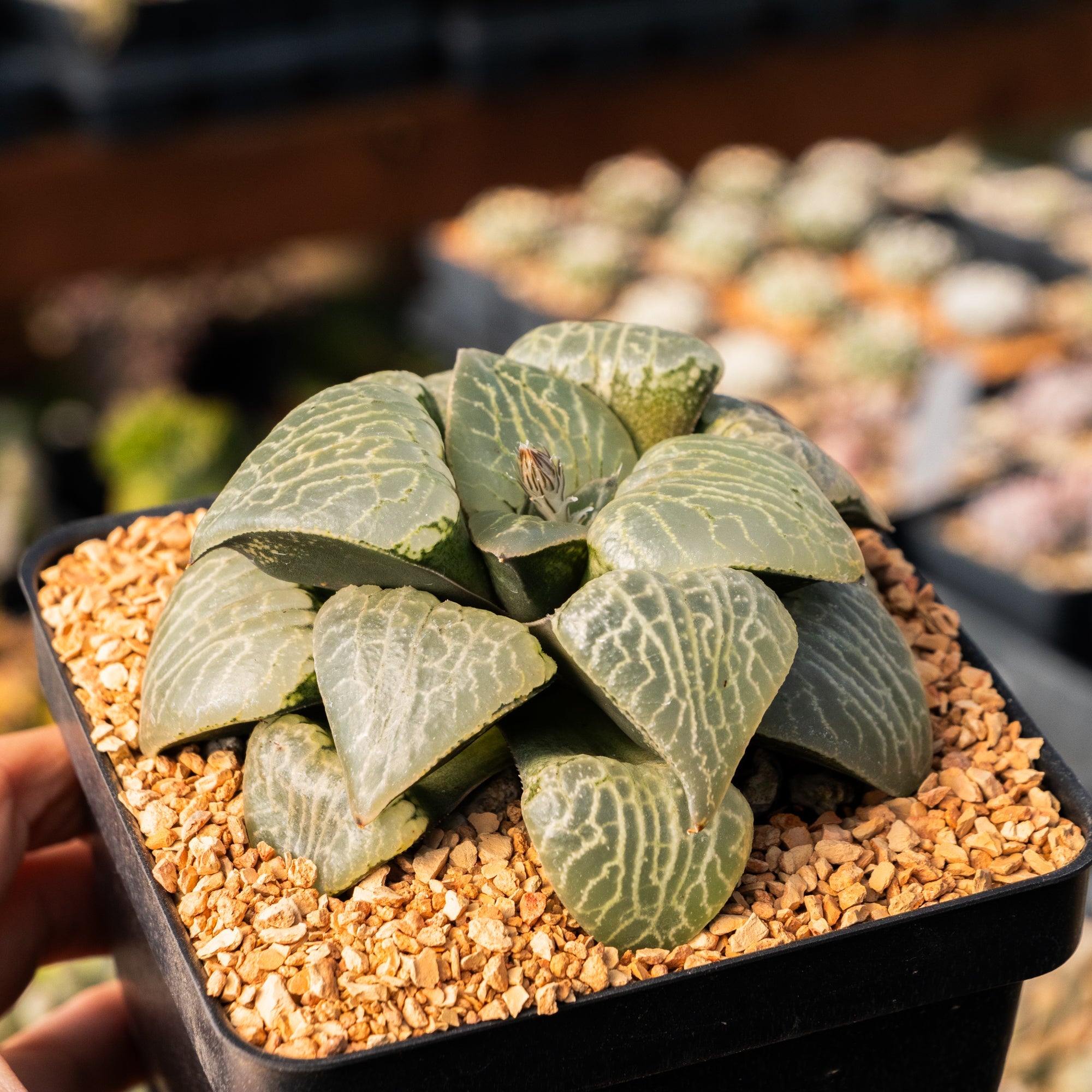 Haworthia emelyae var comptoniana 'Crystal 101' – Vivid Root