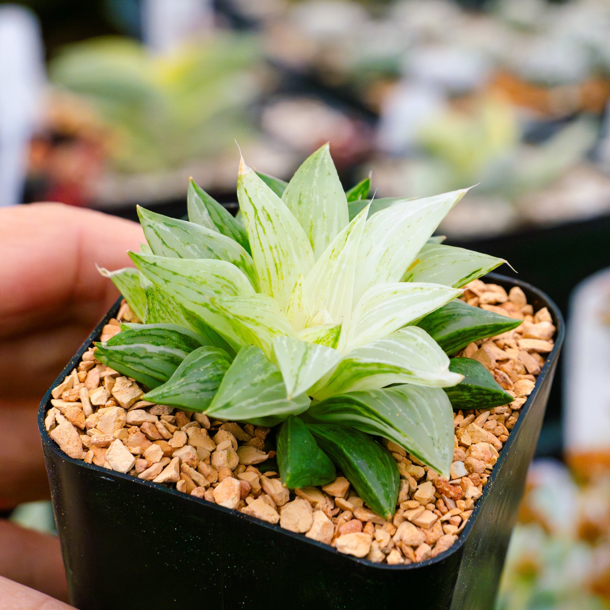 Haworthia 'Ice Kurozato' variegated – Vivid Root