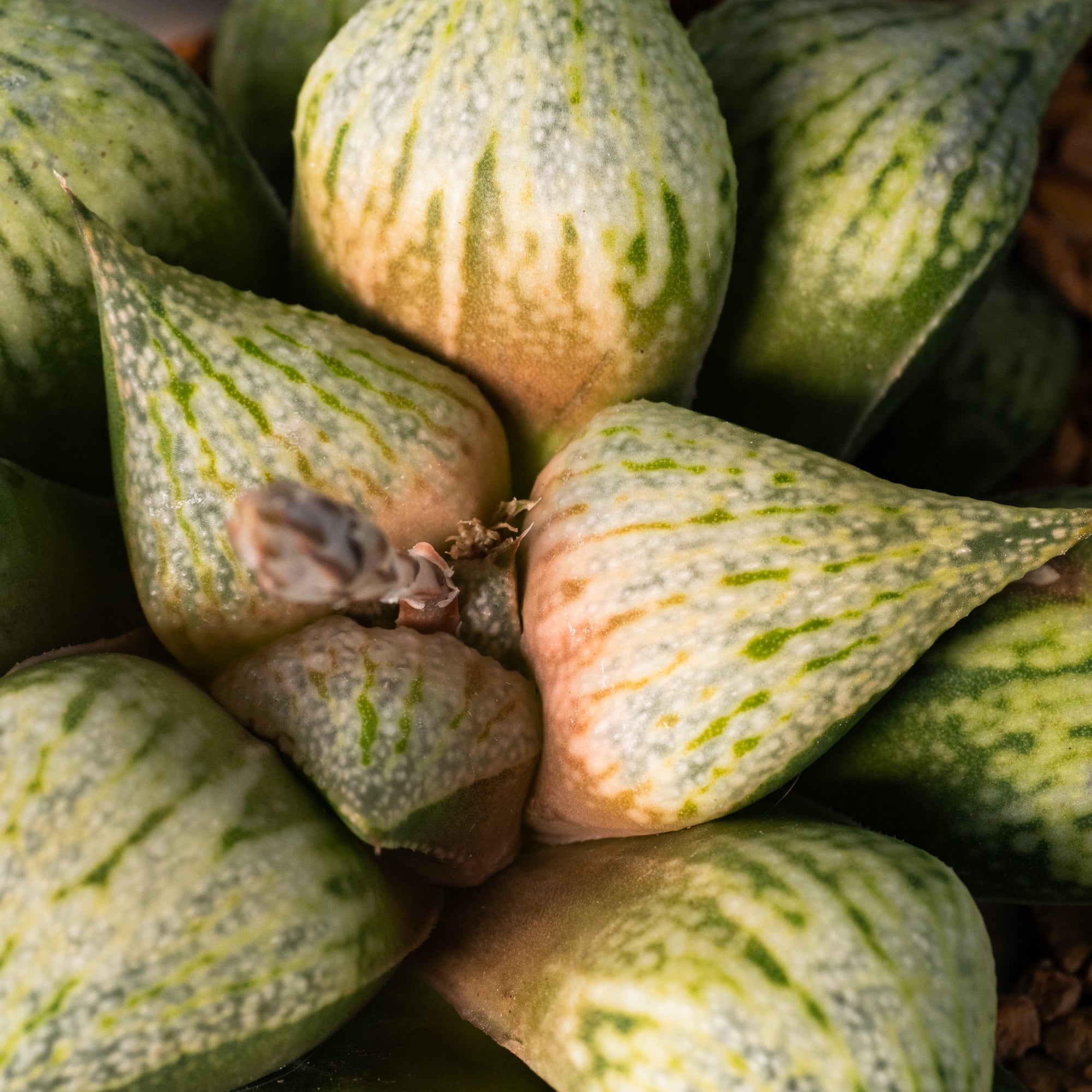 Haworthia 'Taoyuan' – Vivid Root