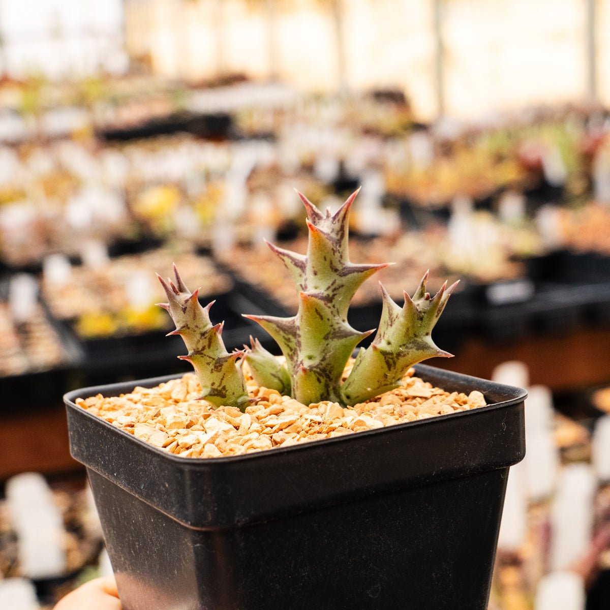 Orbea semota x Orbea variegata (hybrid) – Vivid Root