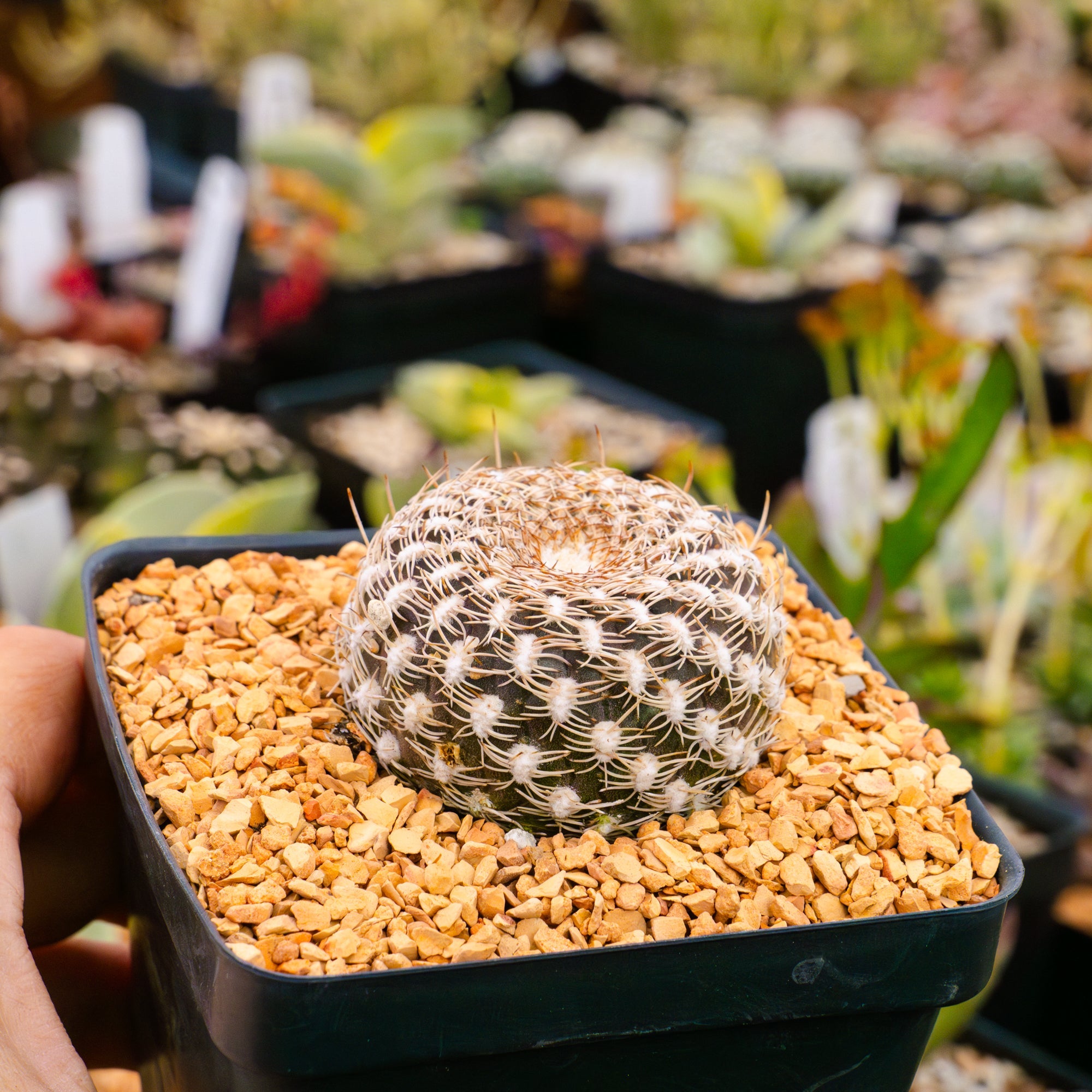 Rebutia arenacea – Vivid Root