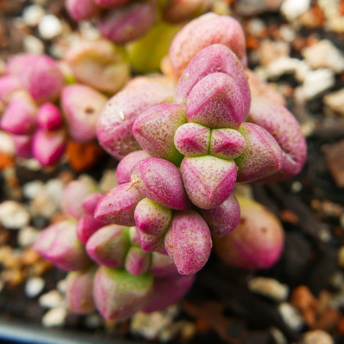 Crassula elegans 'Purple Light' – Vivid Root