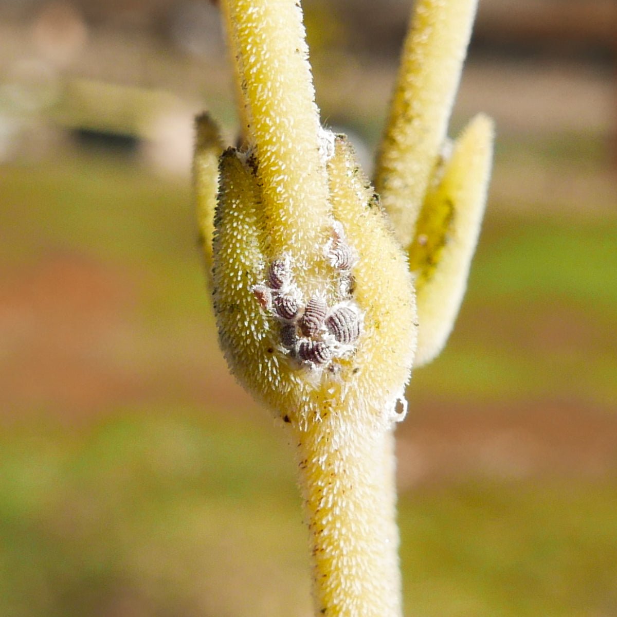 Mealybugs and Succulents - How to Get Rid of This Pesky Pest – Vivid Root