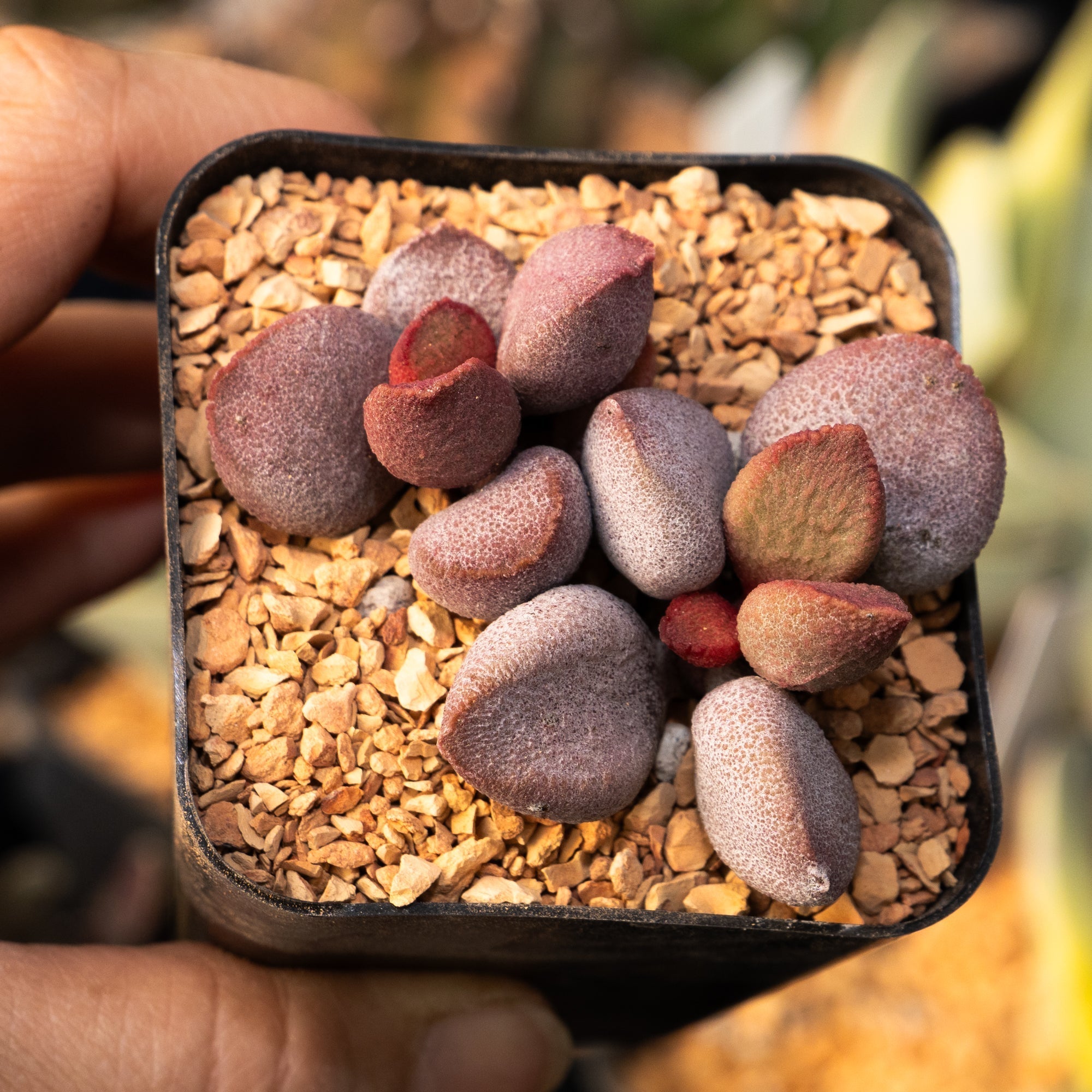 Adromischus – Vivid Root