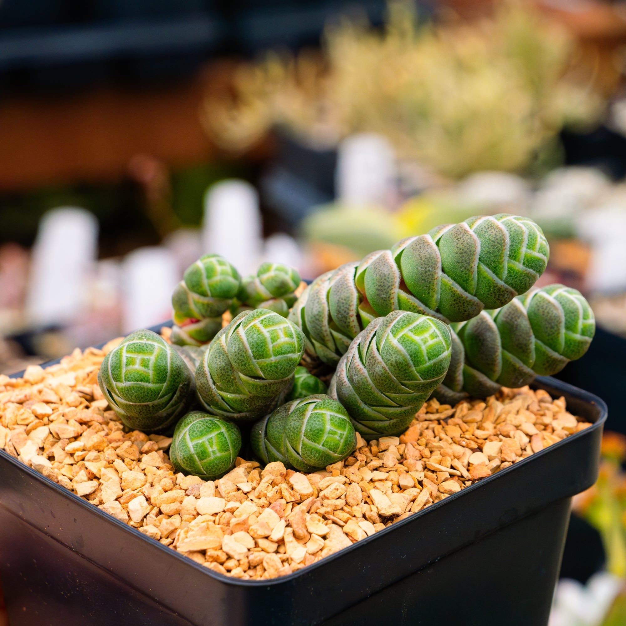 Shade Lovers – Vivid Root