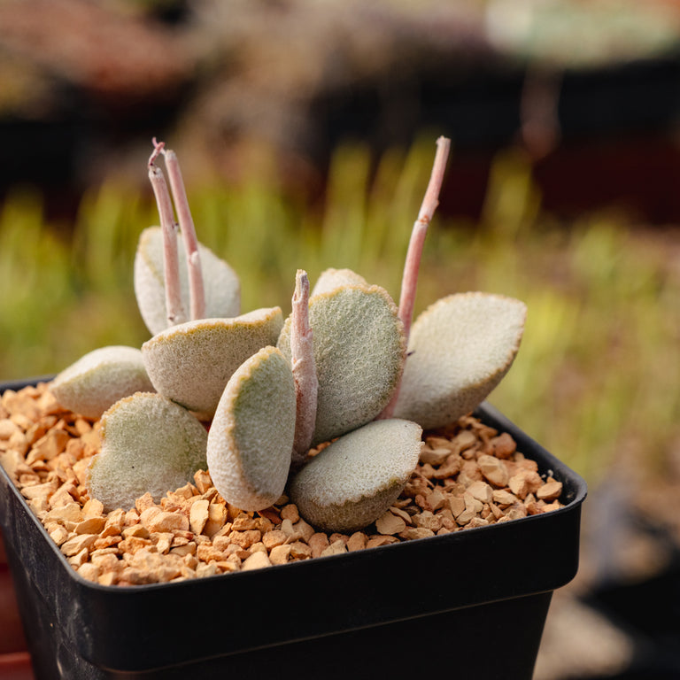 Adromischus 'Wedding' – Vivid Root
