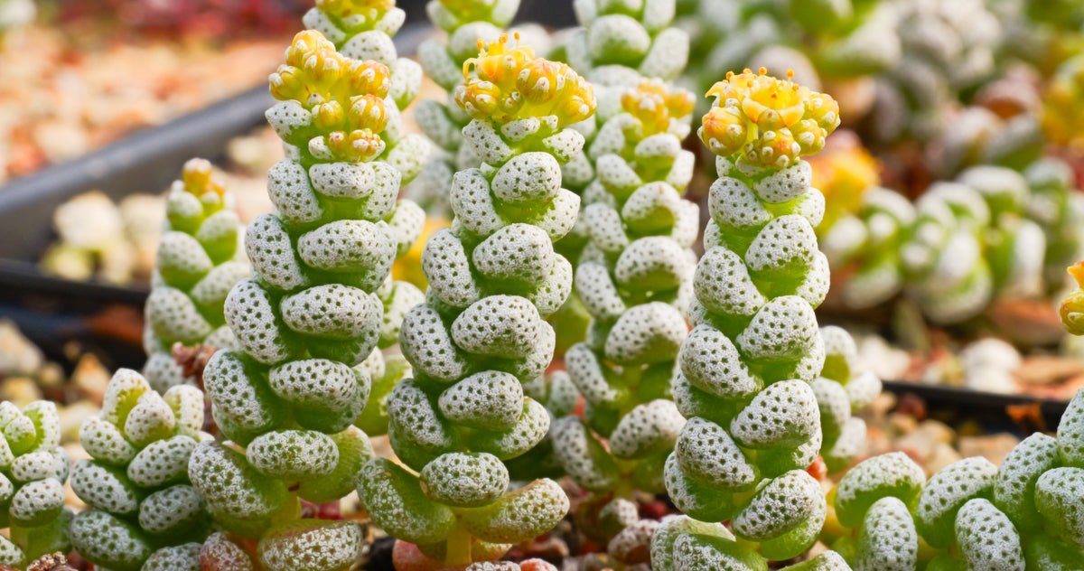 New – Page 2 – Vivid Root