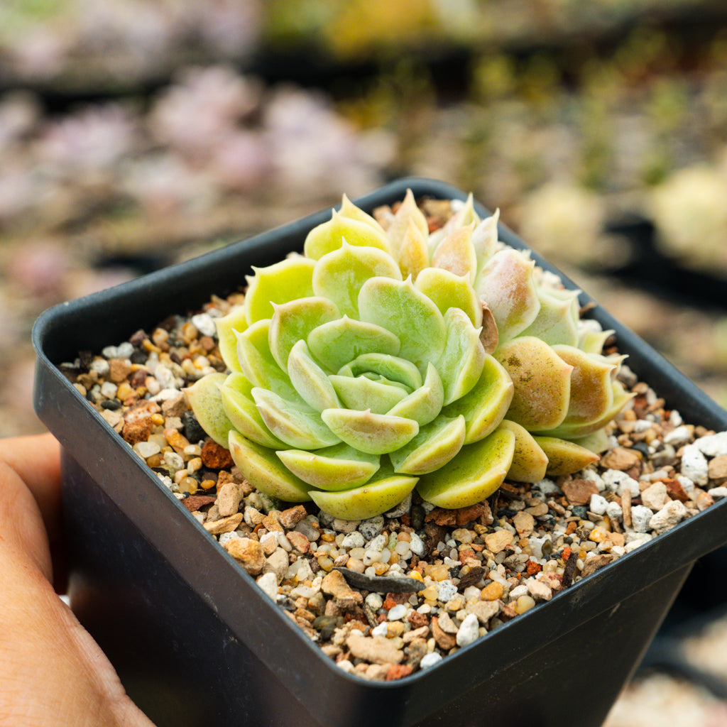 Echeveria 'Onslow' – Vivid Root