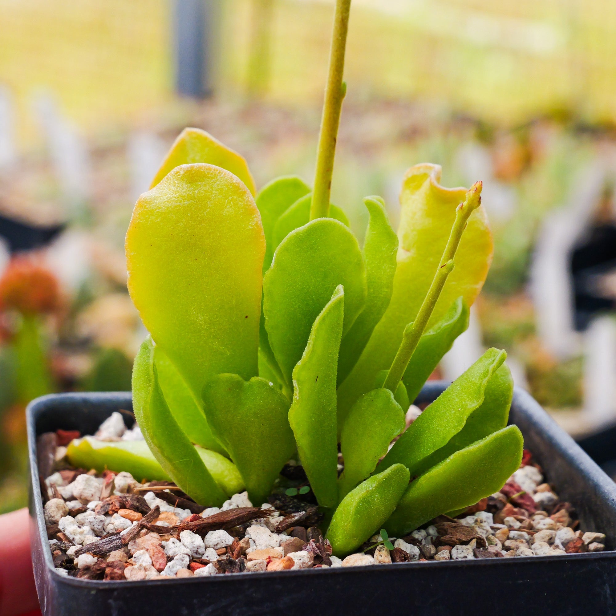 Adromischus cristatus var. zeyheri – Vivid Root
