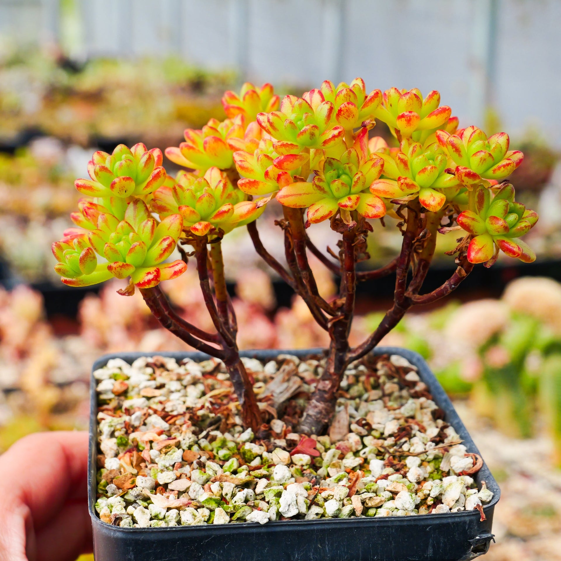 Aeonium sedifolium – Vivid Root
