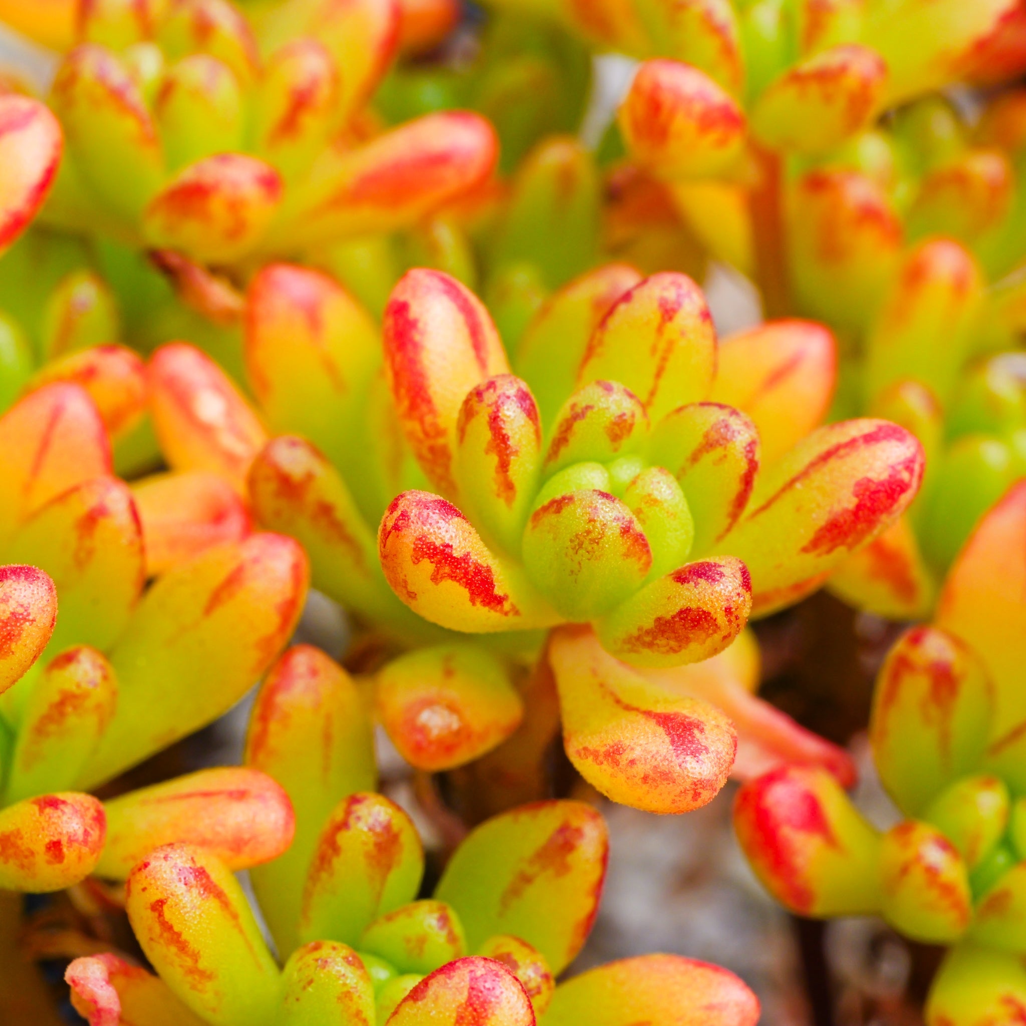 Aeonium sedifolium – Vivid Root