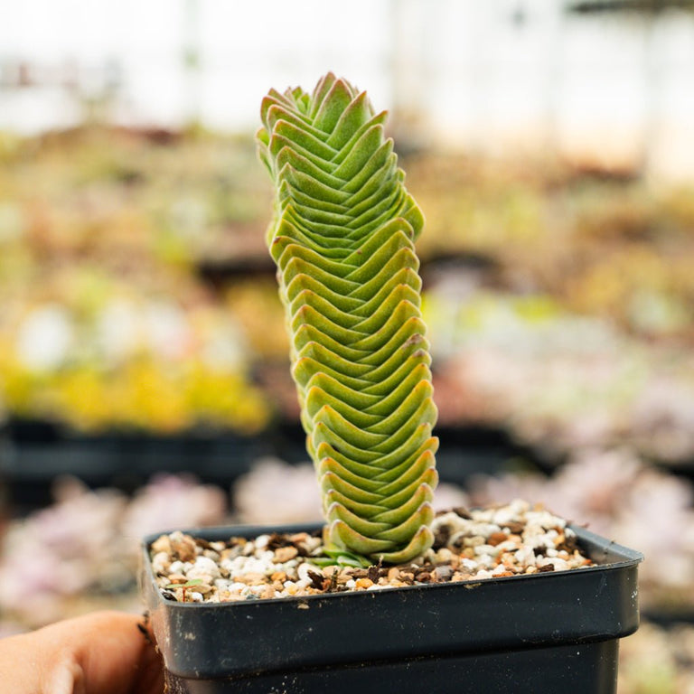 Crassula 'Buddha's Temple' – Vivid Root