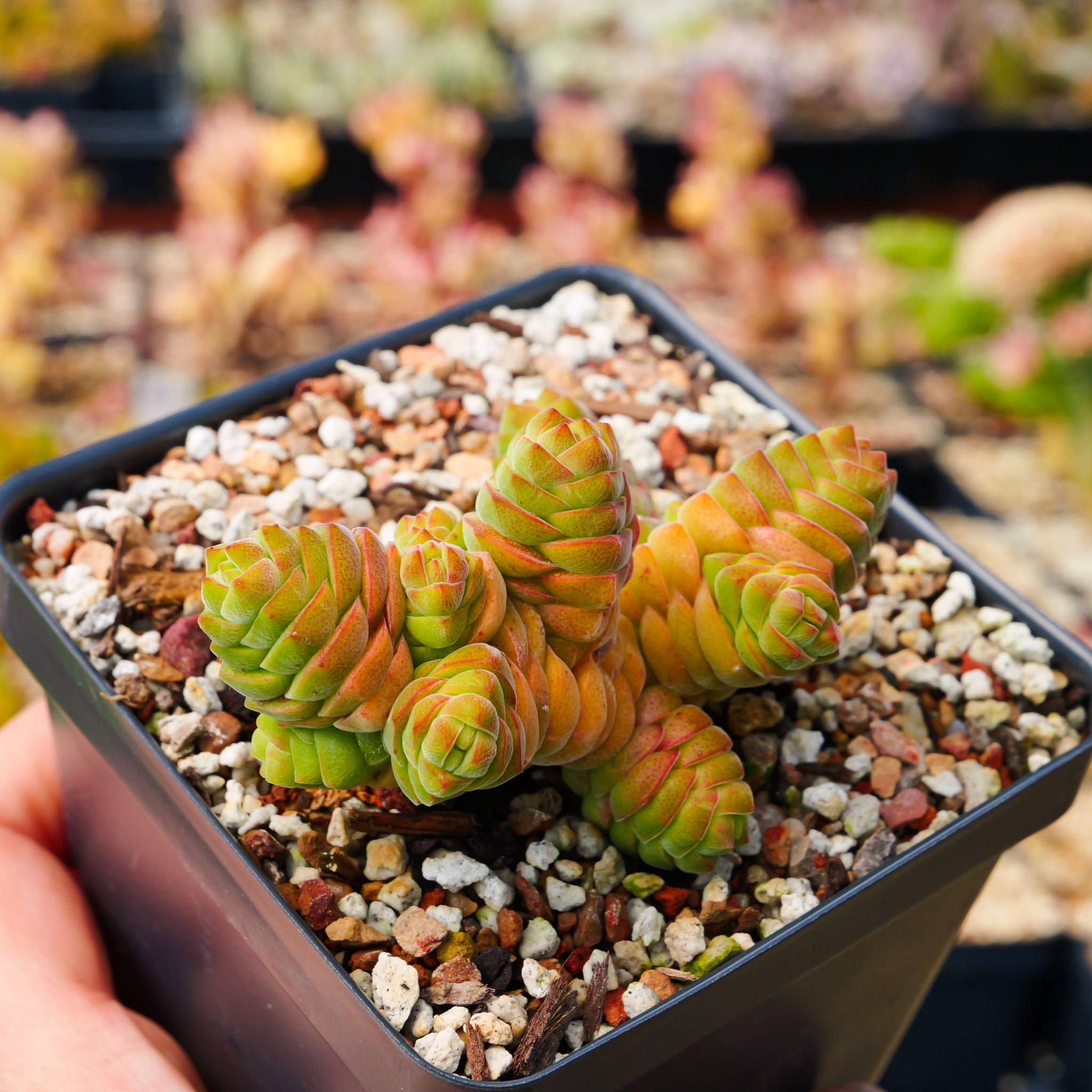Crassula columella – Vivid Root