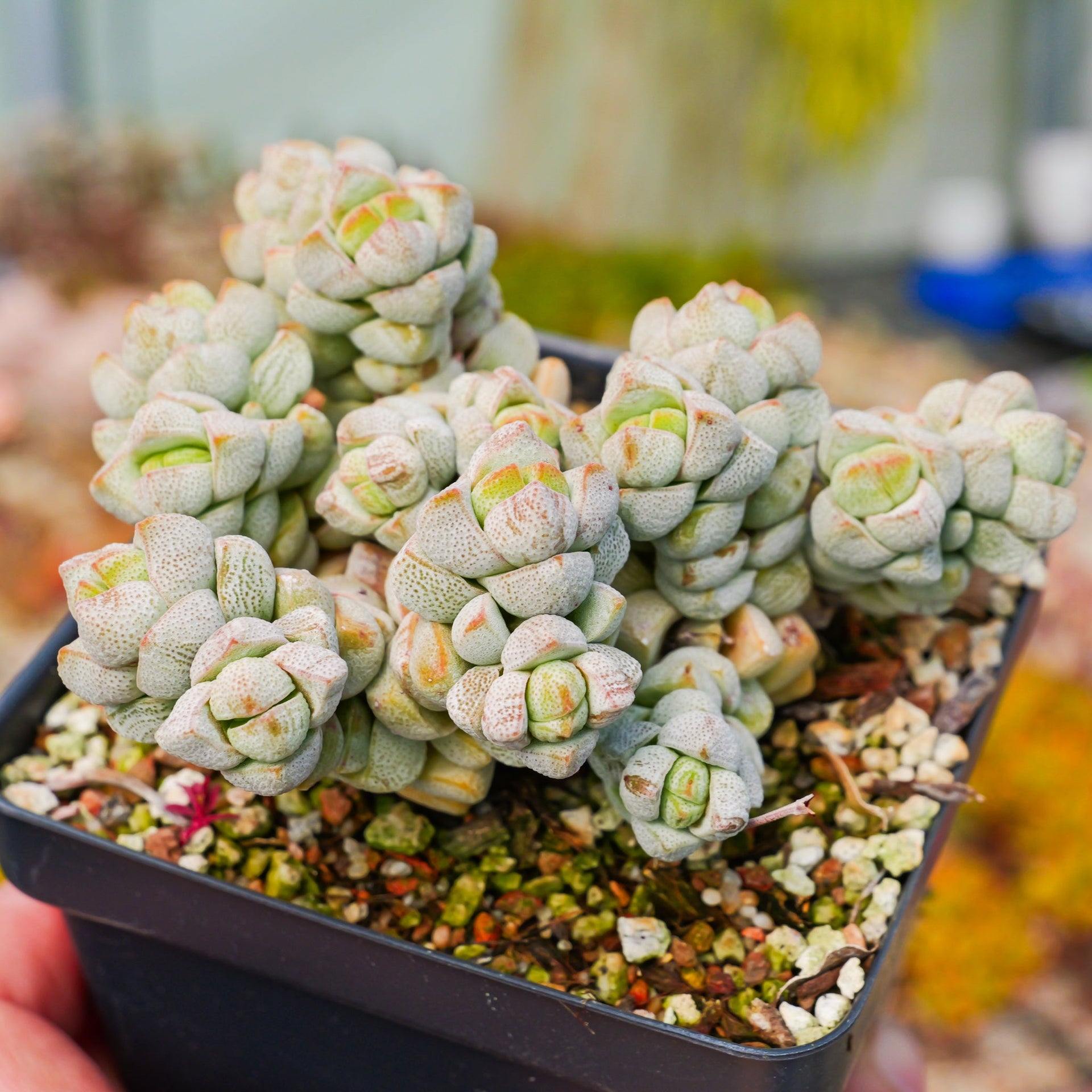 Crassula deceptor – Vivid Root