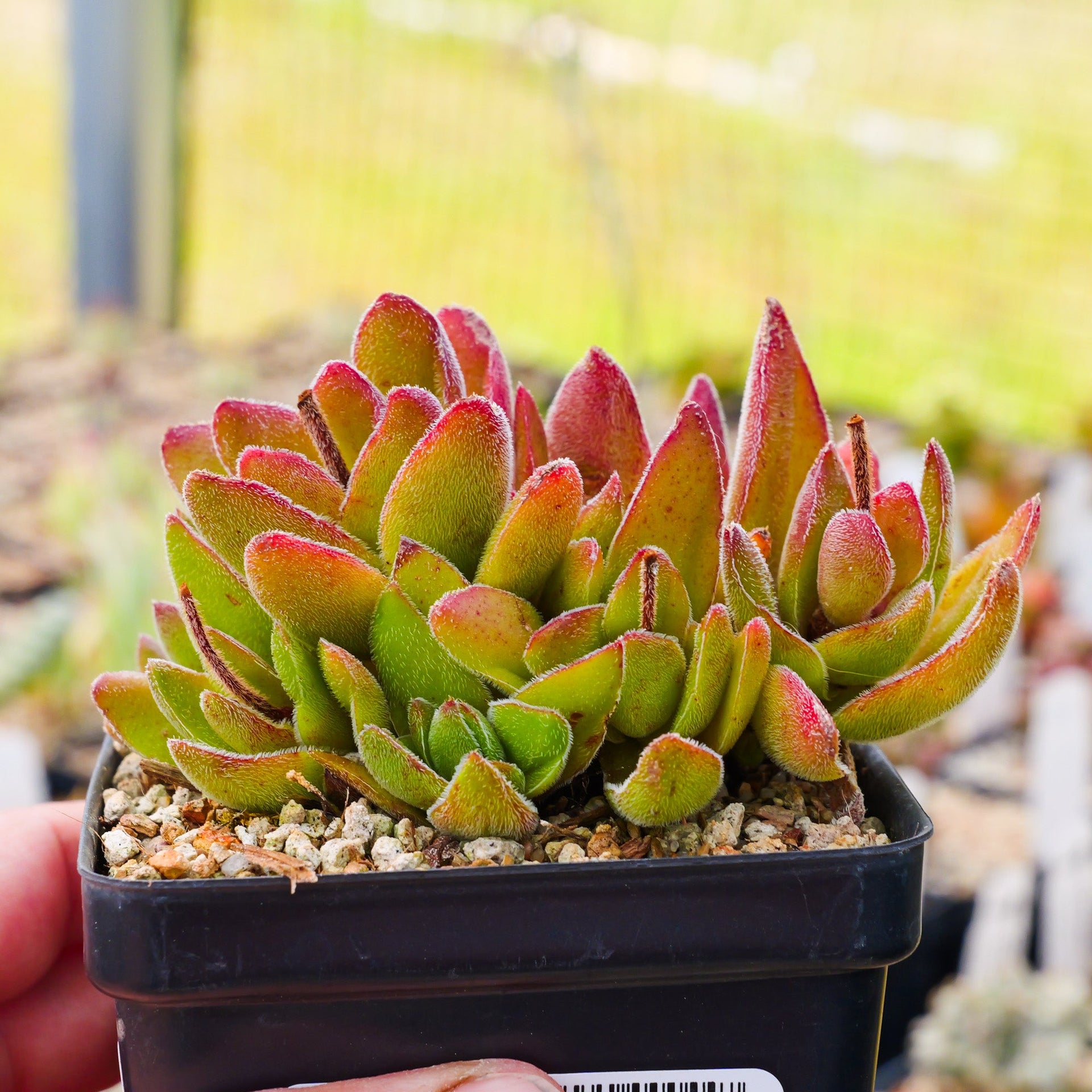 Crassula justus corderoy hybrid – Vivid Root