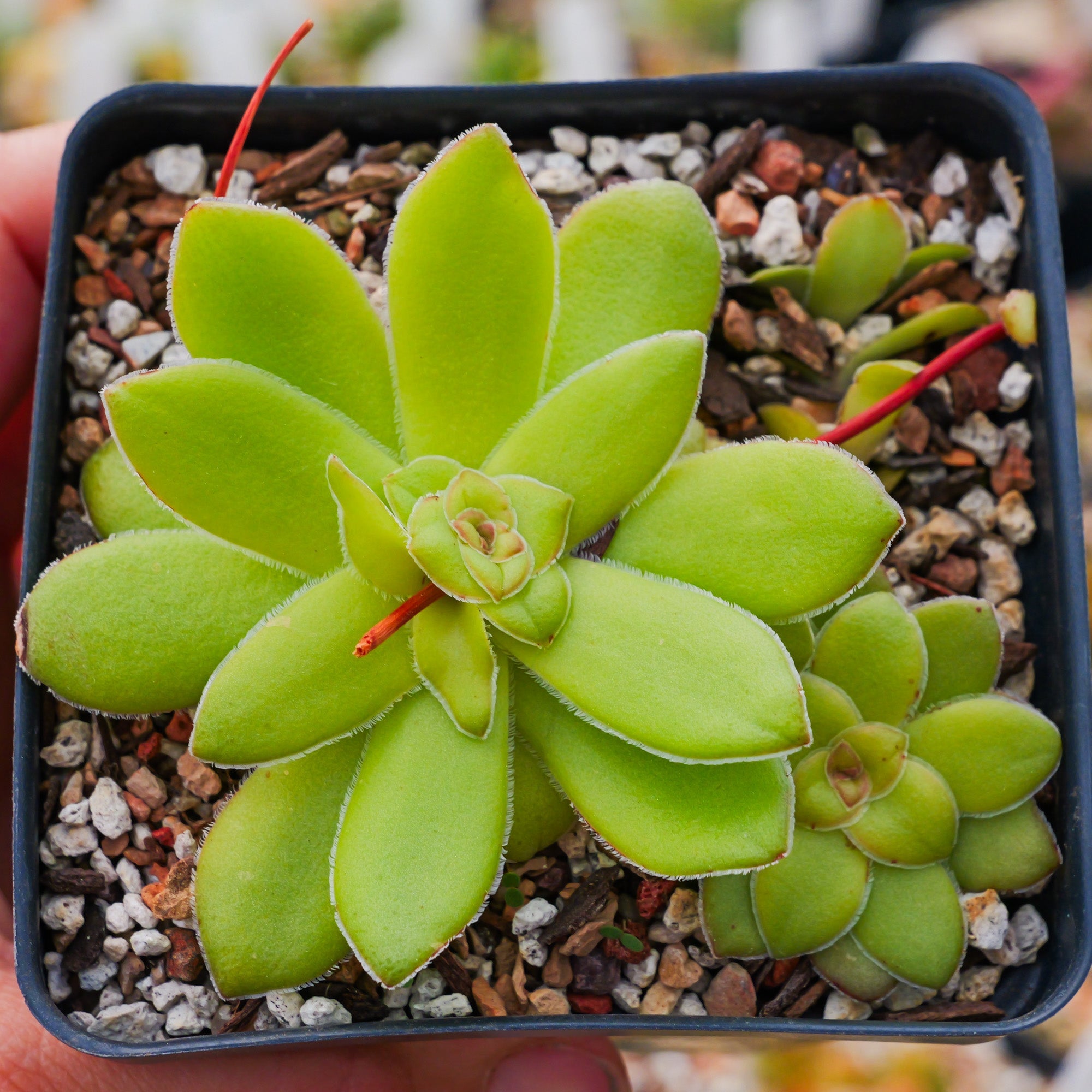 Crassula orbicularis – Vivid Root