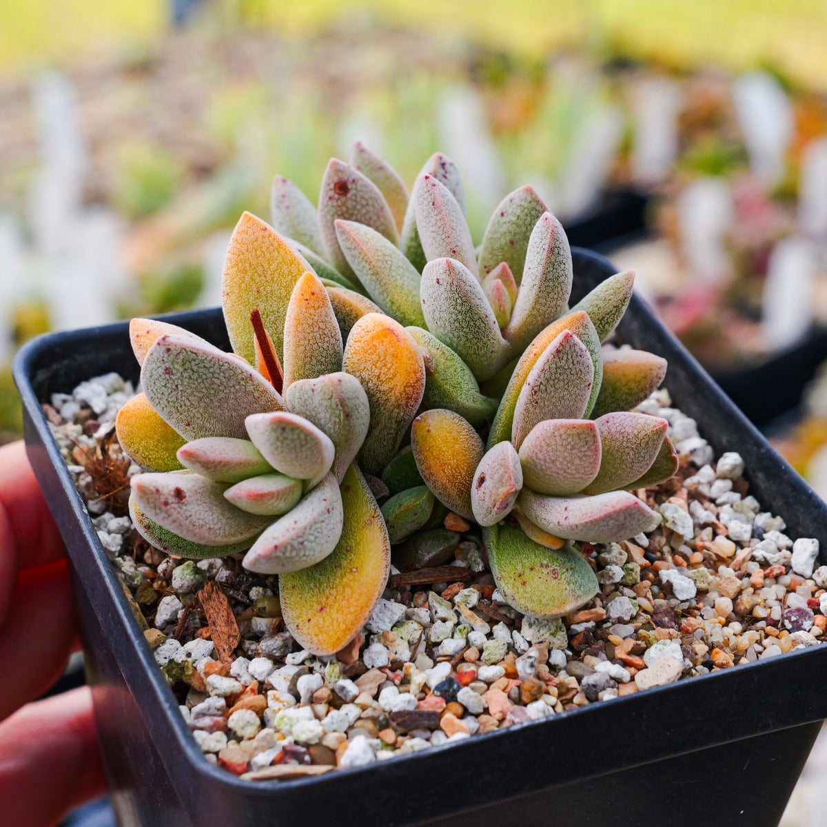 Crassula tecta - Lizard Skin Crassula (White Form) – Vivid Root