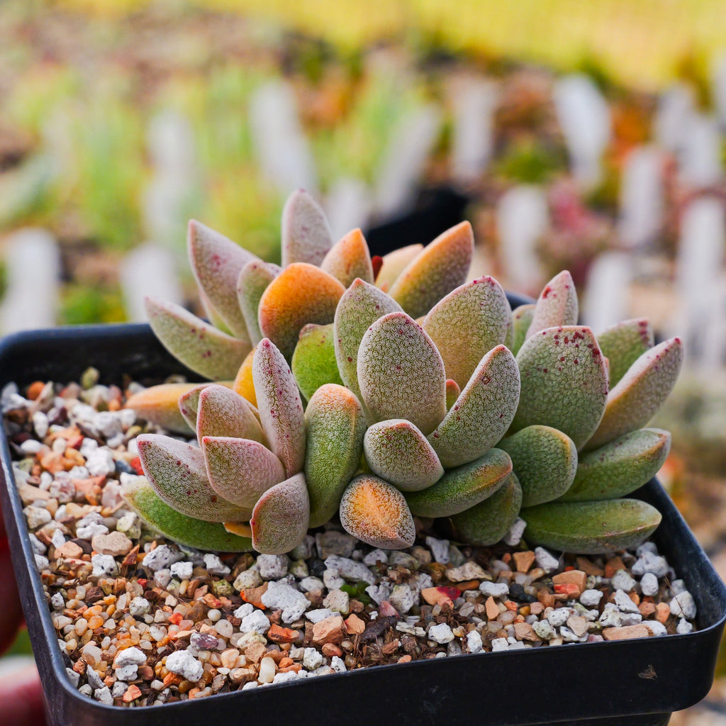 Crassula tecta - Lizard Skin Crassula (White Form) – Vivid Root