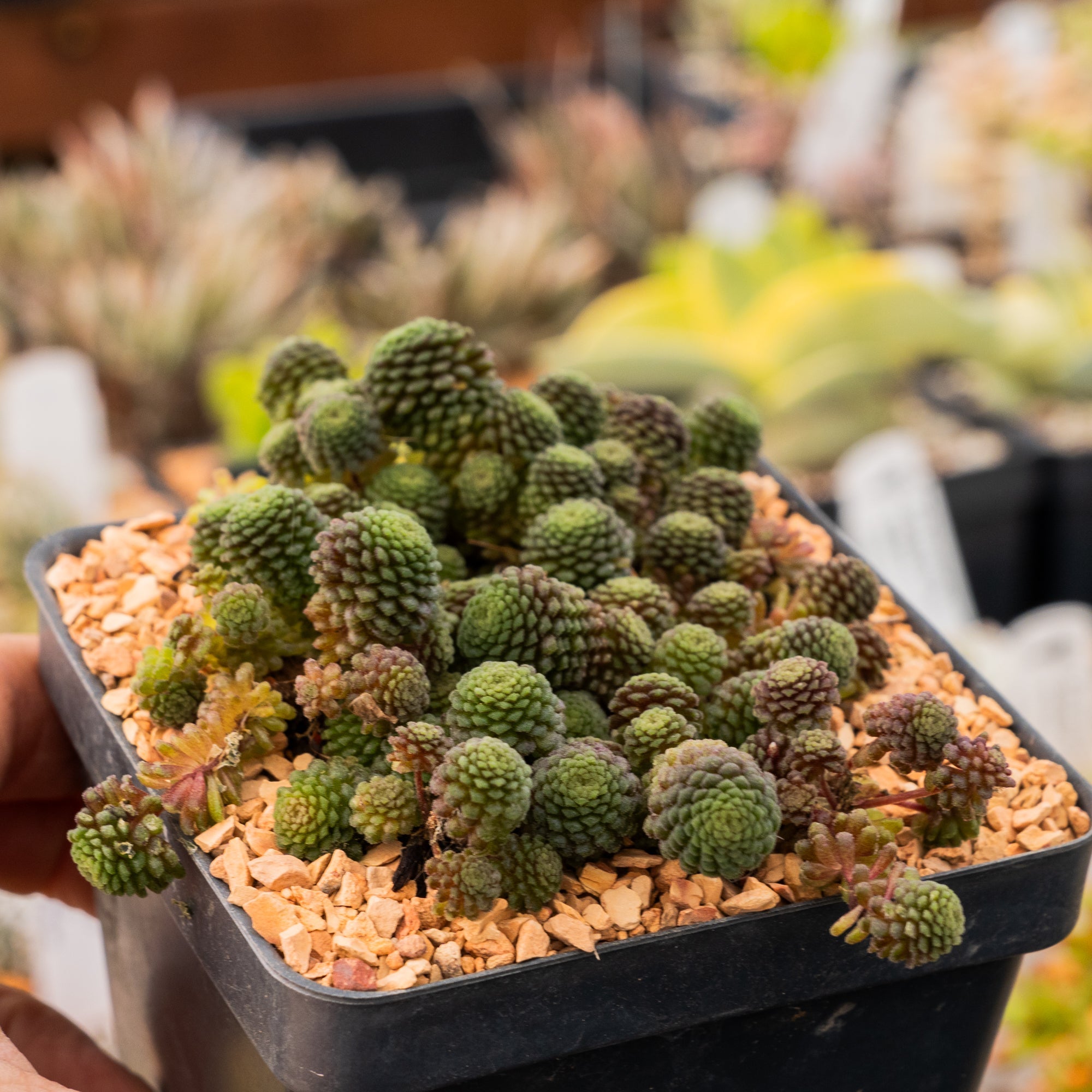 Monanthes polyphylla – Vivid Root