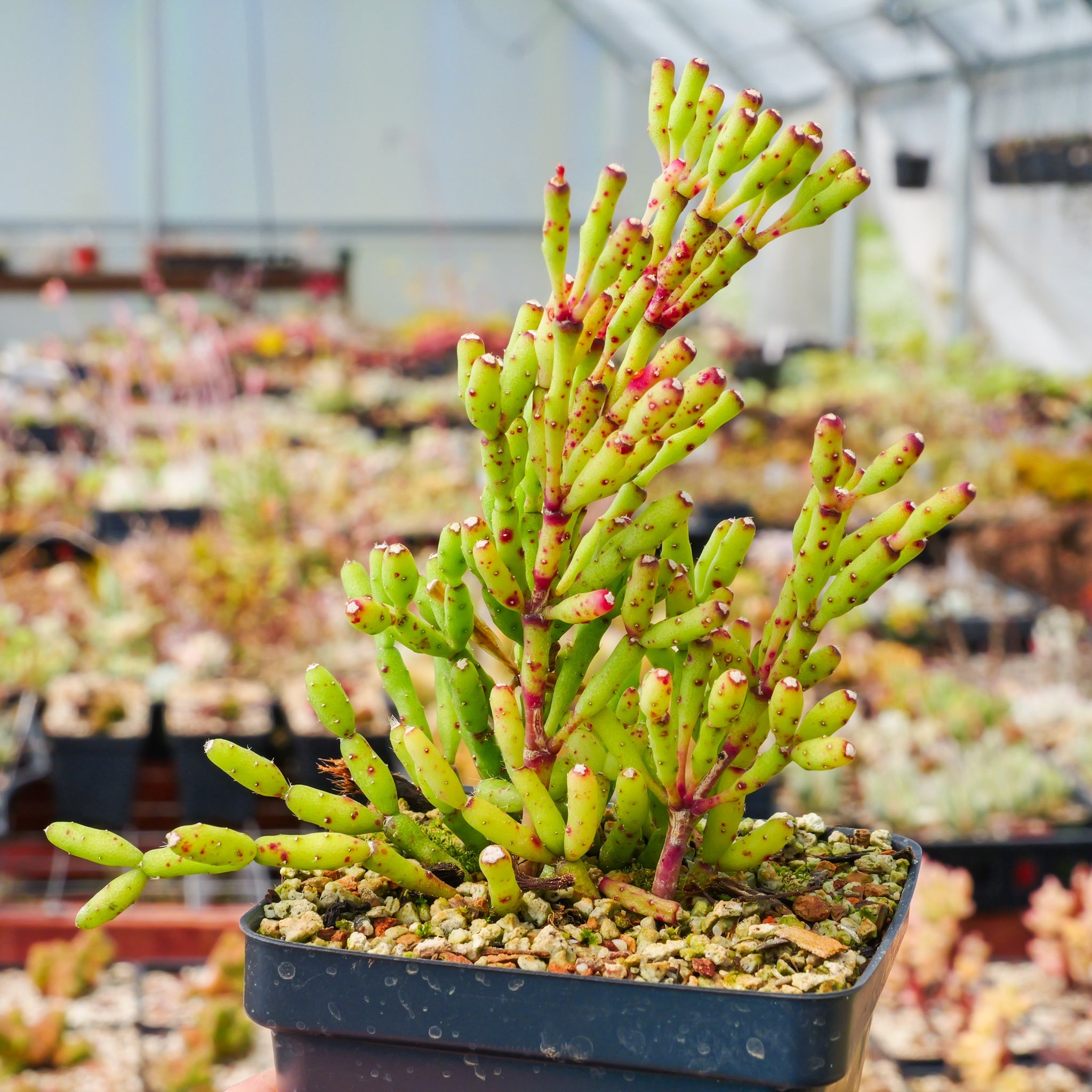 Rhipsalis salicornioides - Dancing Bones Cactus – Vivid Root