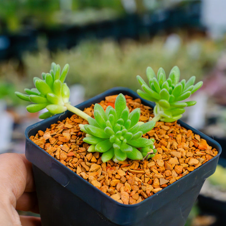 Sedum hirsutum – Vivid Root