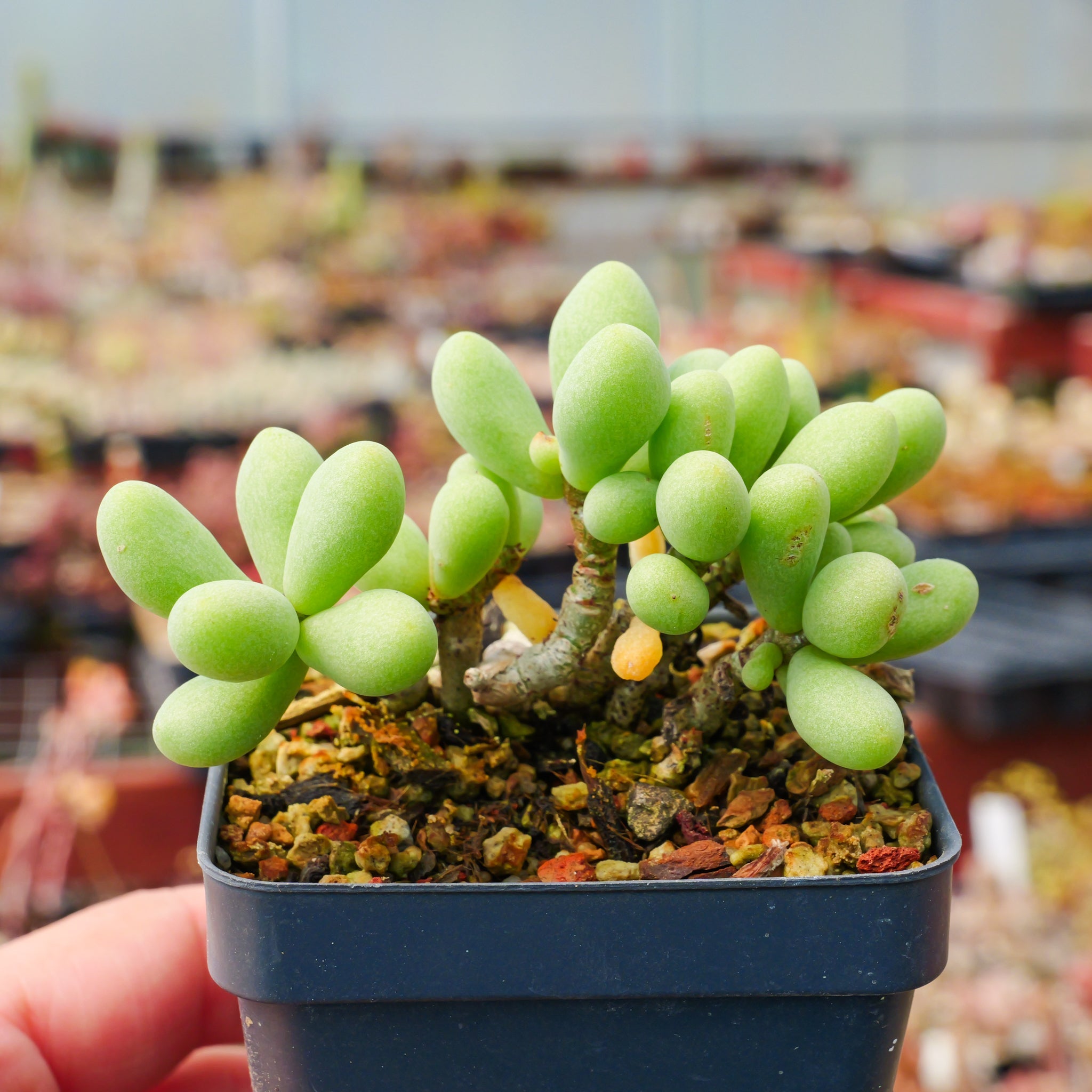 Tylecodon schaeferianus – Vivid Root