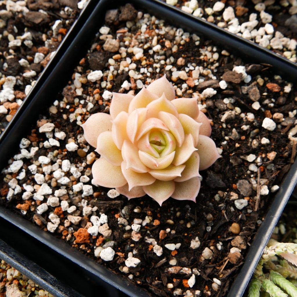 Echeveria 'Onslow' – Vivid Root
