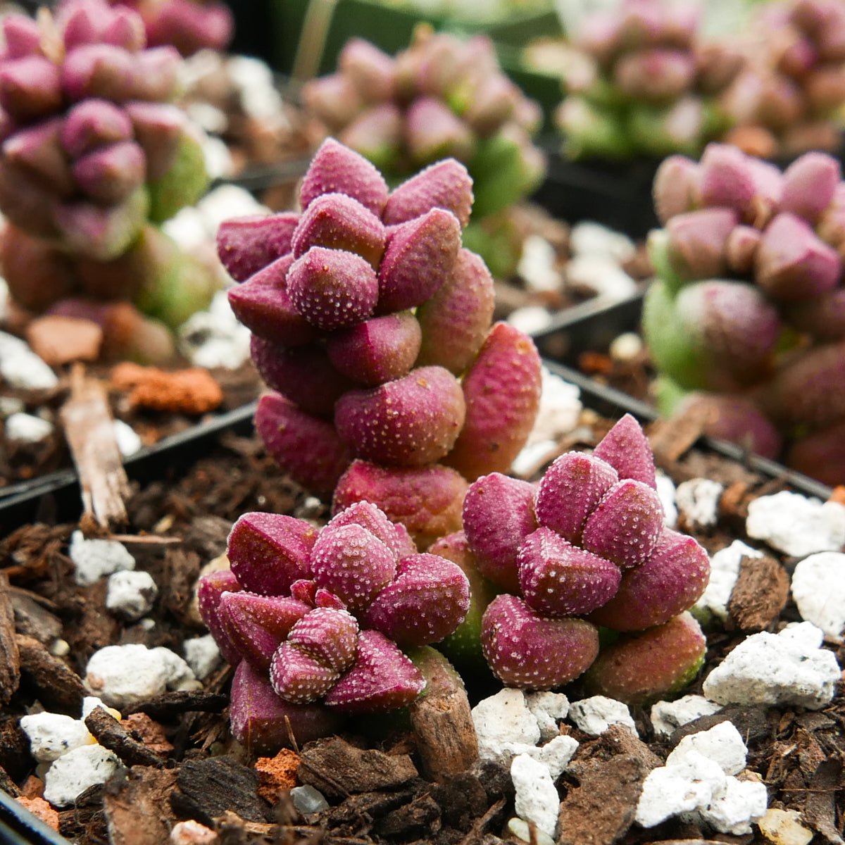 Crassula elegans – Vivid Root