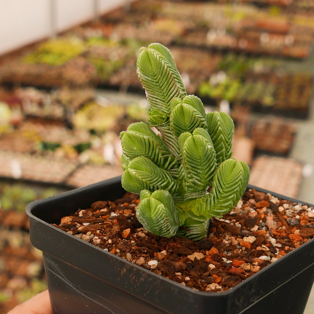 Crassula pyramidalis - thick form – Vivid Root