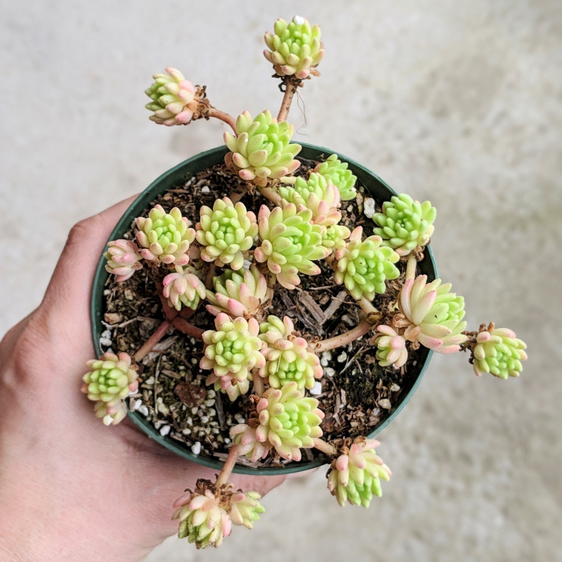 Sedum hirsutum – Vivid Root